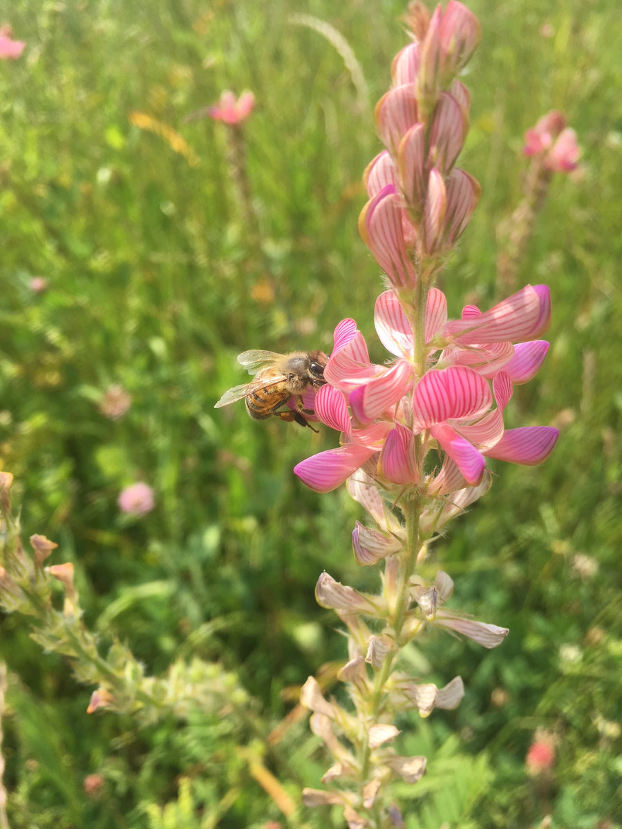 Sainfoin Flower on Salisbury Plain being visited by a worker Bee ...